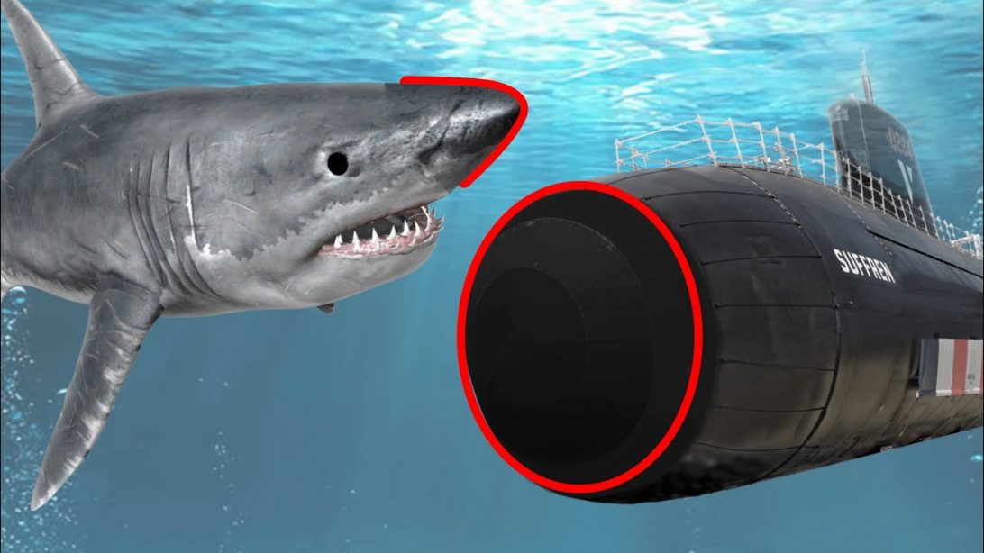 Why Modern Submarines Have Round Noses – War Bird Fanatics
